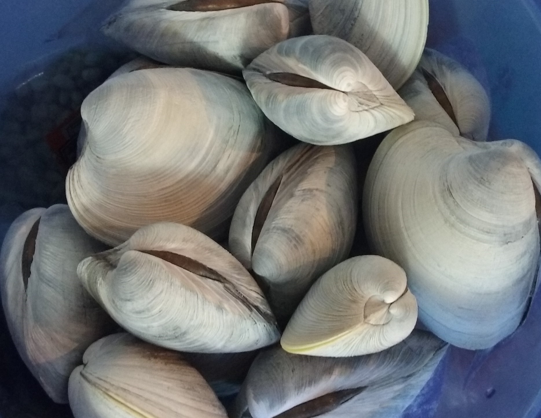 blue bowl clams – Science teacher