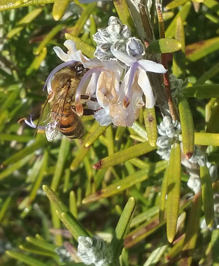 Be God, Bee God – Science teacher