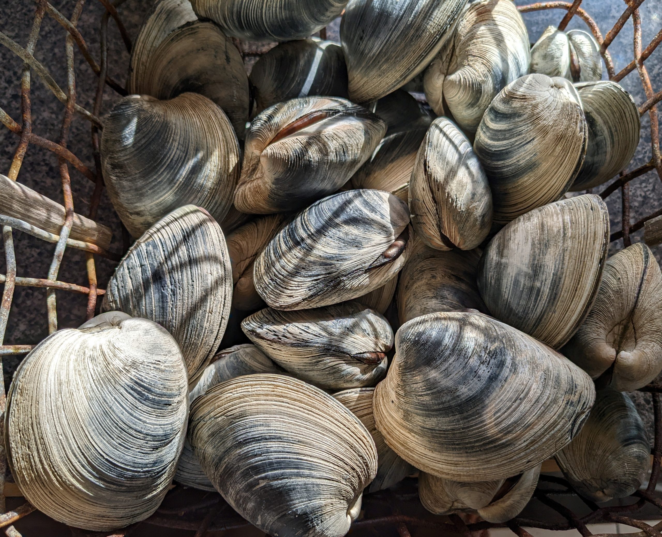 Clamming in November – Science teacher